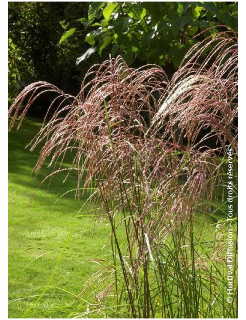 MISCANTHUS sinensis GRAZIELLA (Roseau de Chine, herbe à éléphant, eulalie)