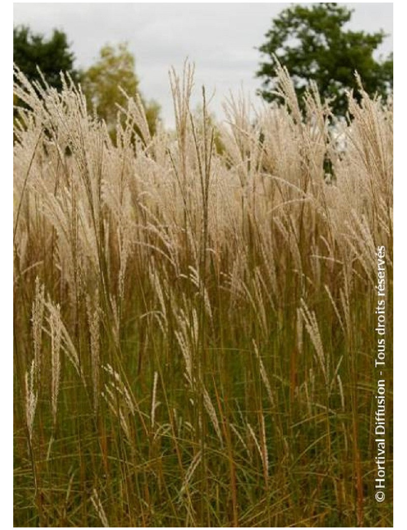 MISCANTHUS sinensis GRAZIELLA (Roseau de Chine, herbe à éléphant, eulalie)