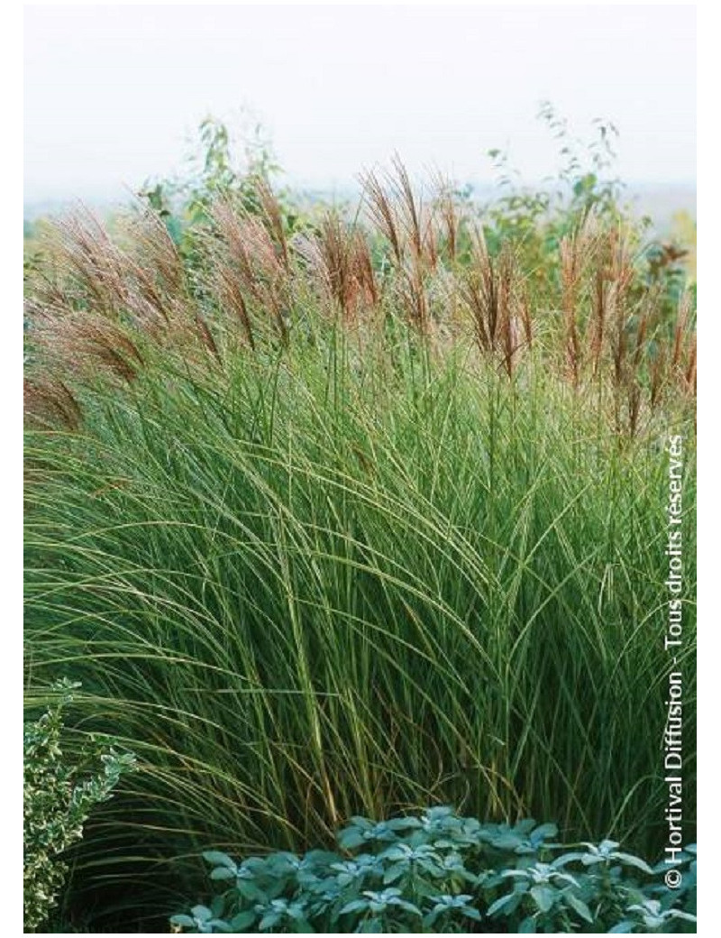 MISCANTHUS sinensis MORNING LIGHT (Roseau de Chine, herbe à éléphant ...