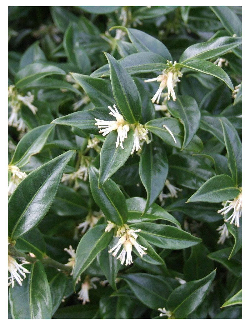SARCOCOCCA hookeriana Humilis (Sarcocoque nain parfumé)