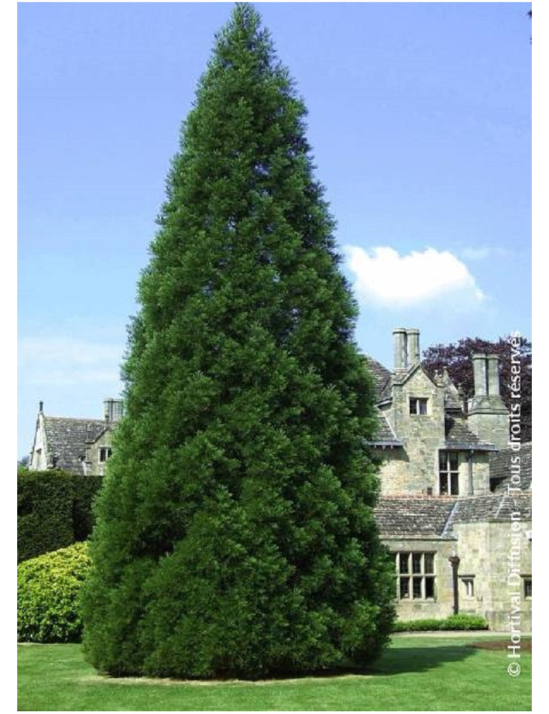 SEQUOIADENDRON giganteum (Séquoia géant)