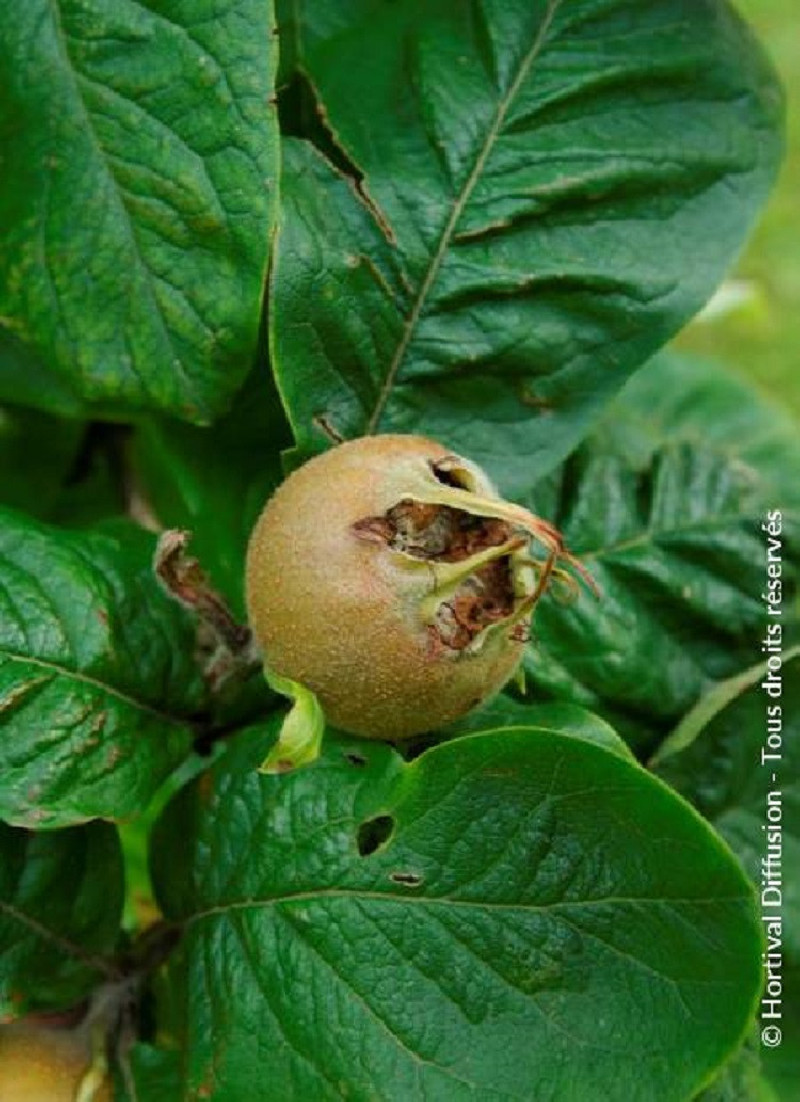 NÉFLIER D'ALLEMAGNE (Mespilus germanica)