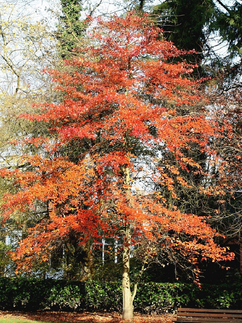 NYSSA sylvatica (Tupélo, nyssa)