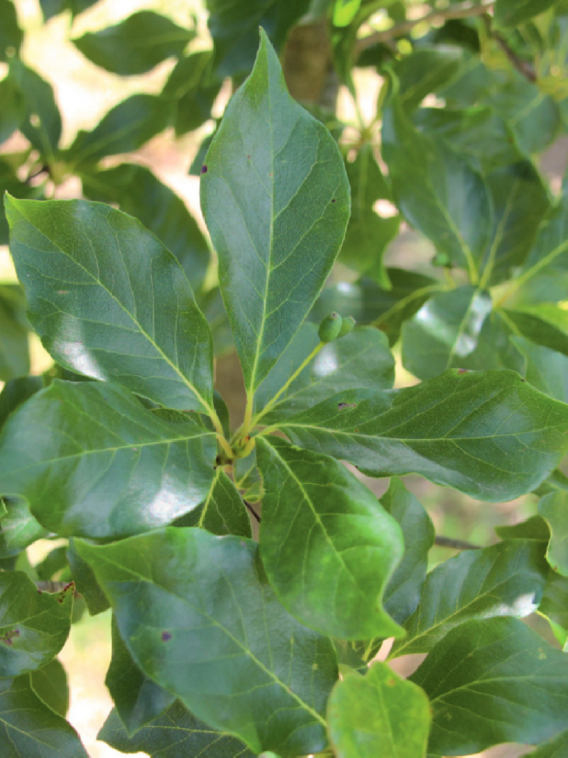 NYSSA sylvatica (Tupélo, nyssa)