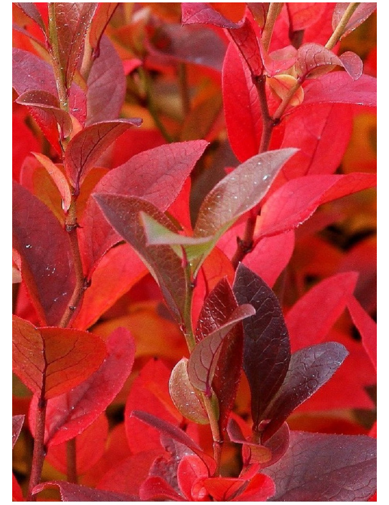 MYRTILLE DES JARDINS SPARTAN (Vaccinium corymbosum)