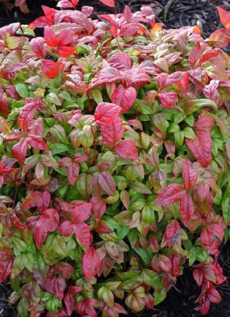 NANDINA domestica FIRE POWER (Bambou sacré, nandine)