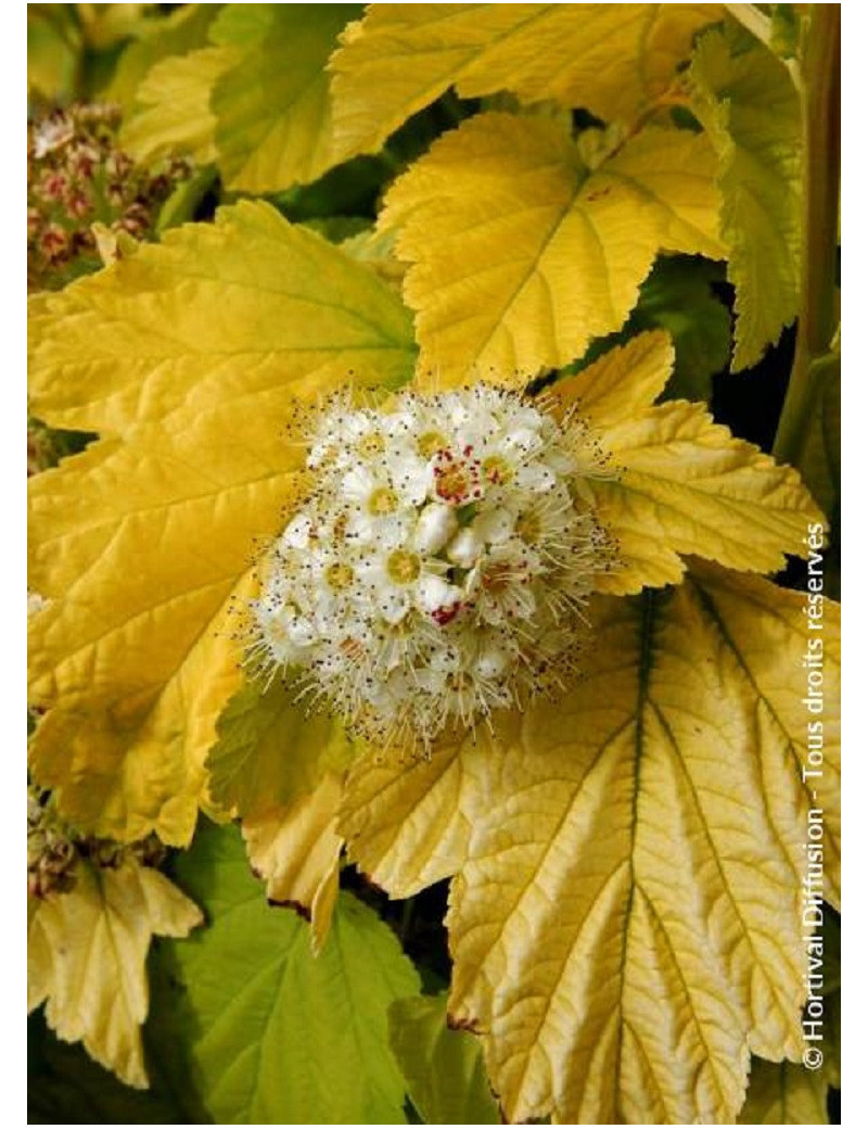 PHYSOCARPUS opulifolius ANGEL GOLD® (Physocarpus à feuilles d'Obier)