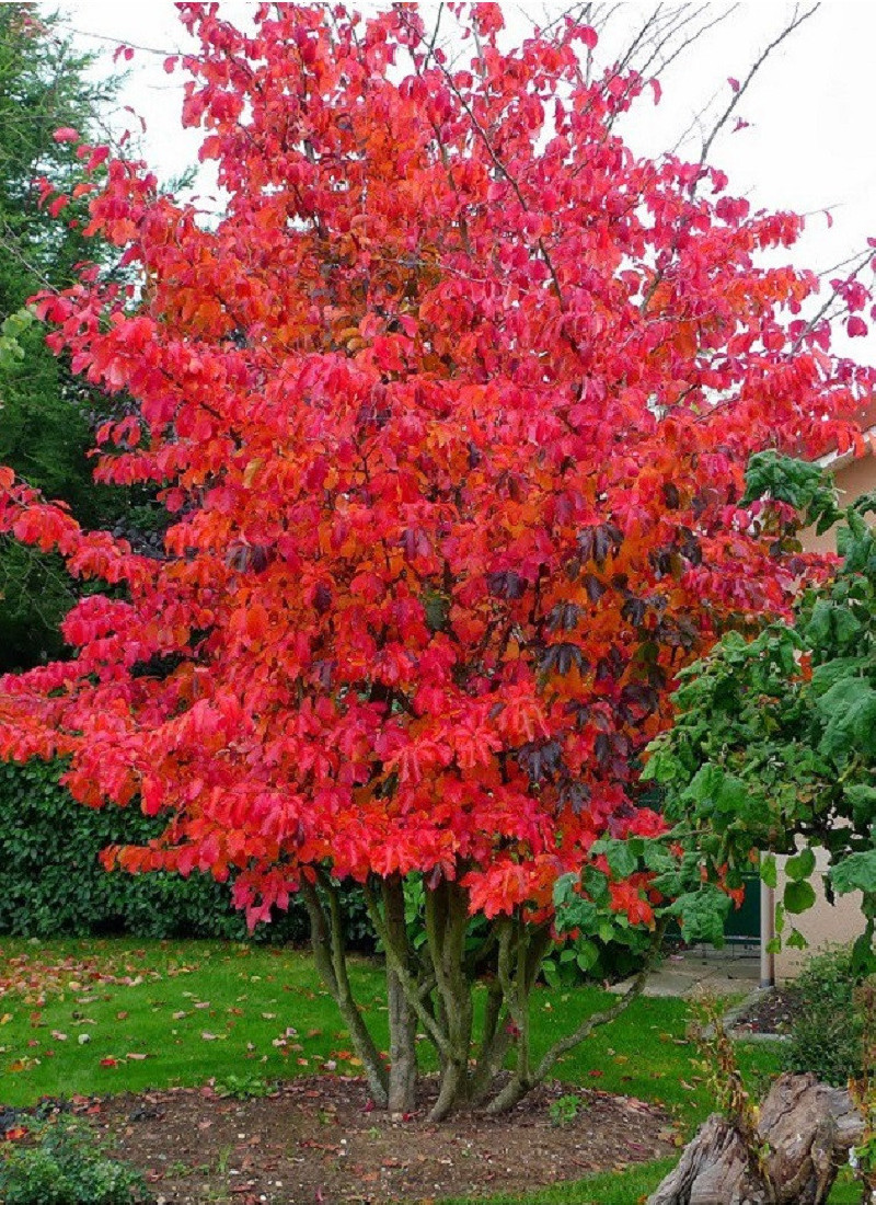 PARROTIA persica (Parrotie de Perse)
