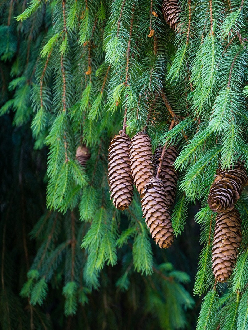 PICEA abies (Épicéa commun)