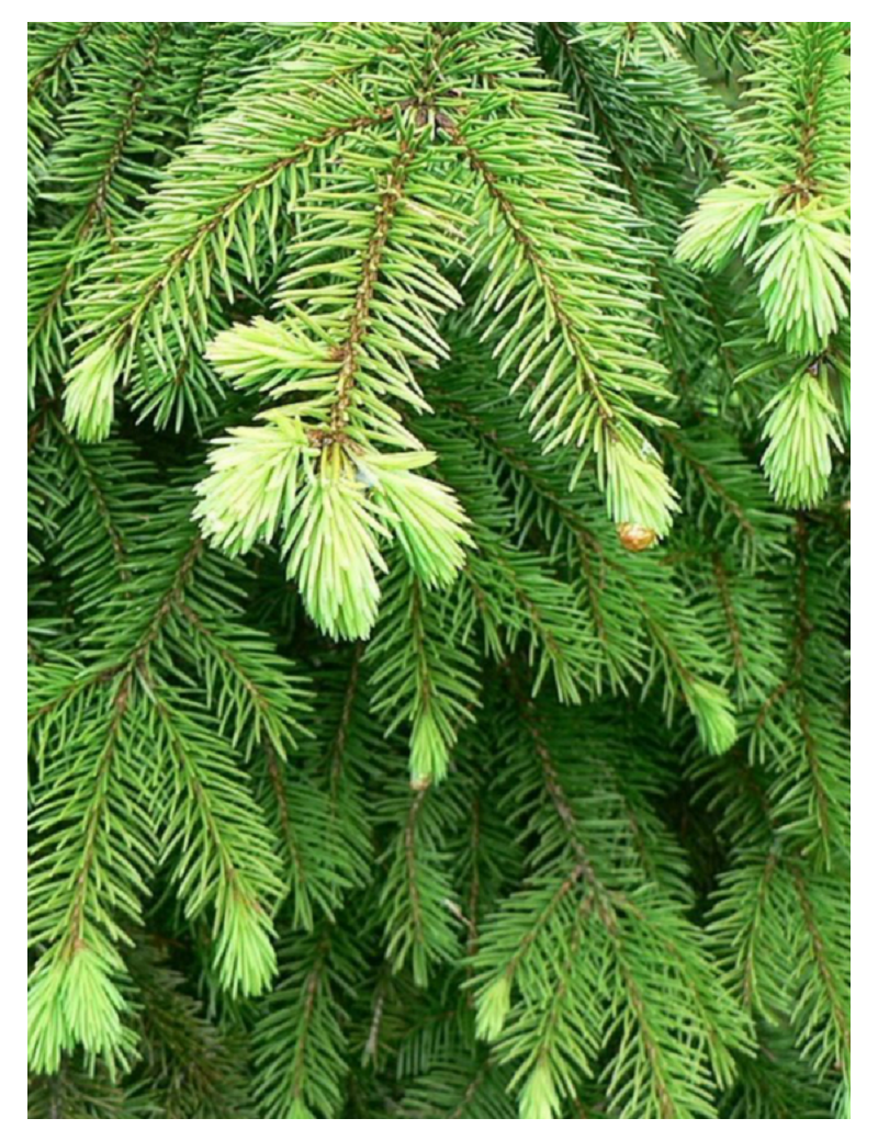 PICEA abies (Épicéa commun)