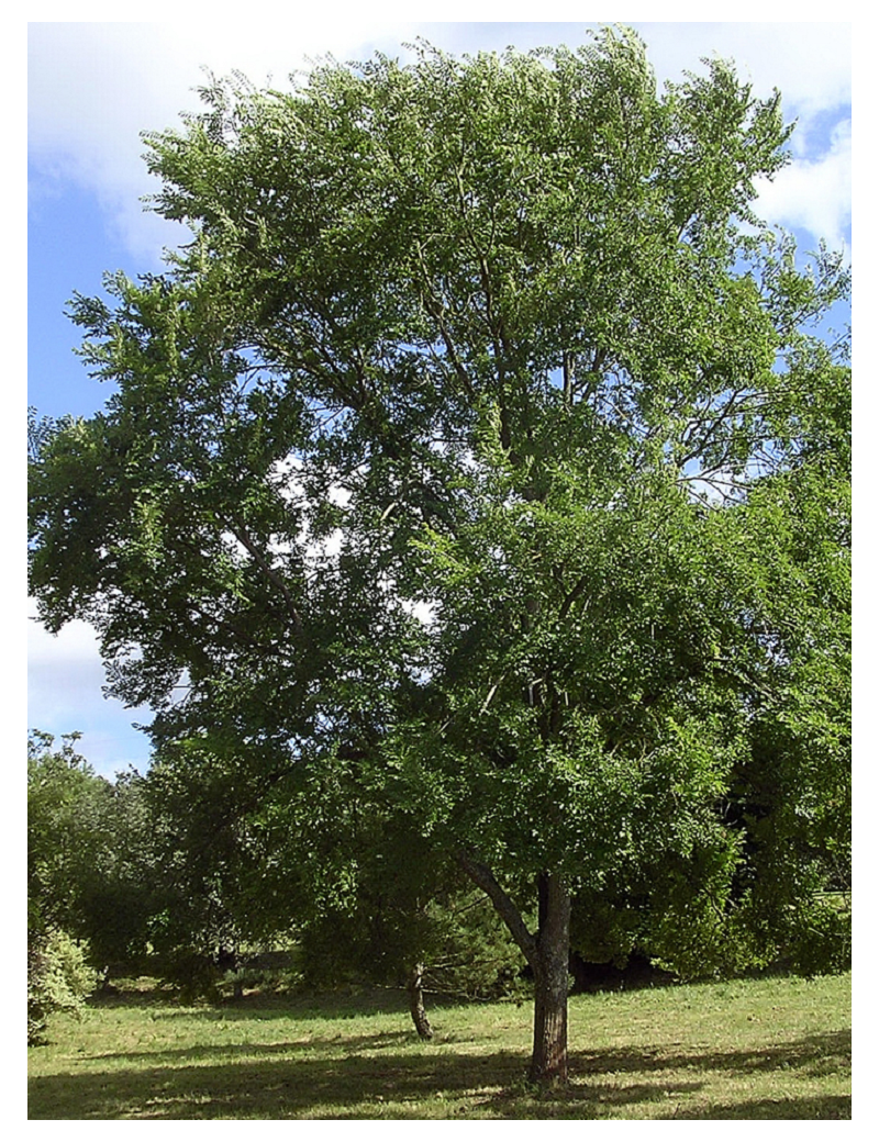 ULMUS resista SAPPORO GOLD® (Orme)