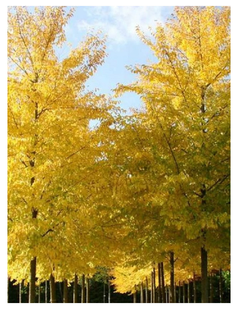 ULMUS resista SAPPORO GOLD® (Orme)