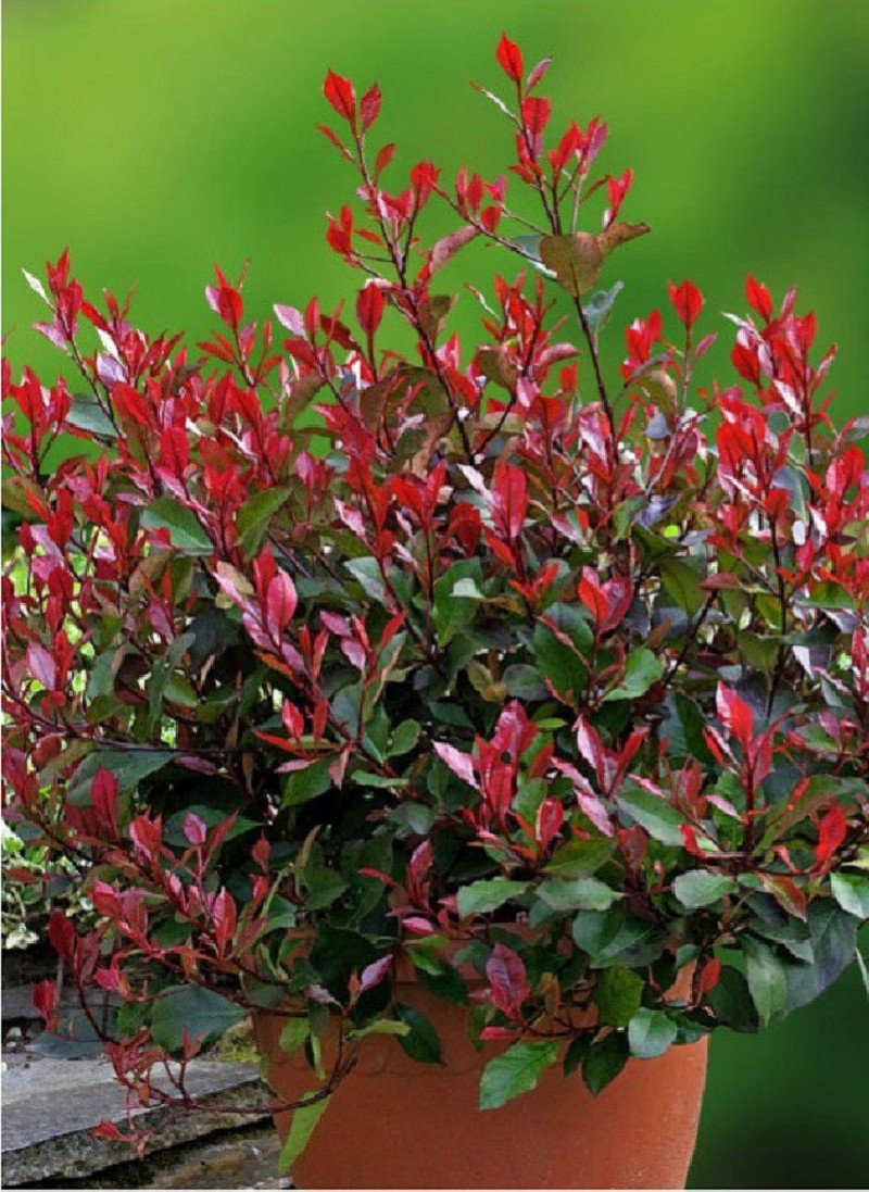 PHOTINIA fraseri LITTLE RED ROBIN (Photinia nain Little Red Robin)