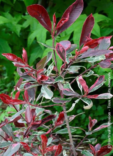 PHOTINIA fraseri PINK MARBLE® (Photinia Pink Marble - Arbre)