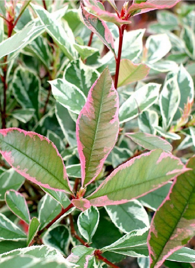 PHOTINIA fraseri PINK MARBLE® (Photinia Pink Marble - Arbre)