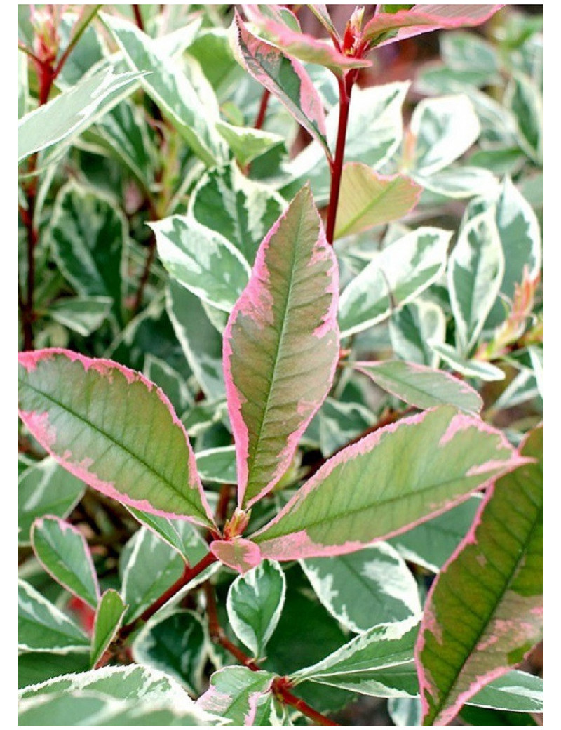 PHOTINIA fraseri PINK MARBLE® (Photinia Pink Marble)