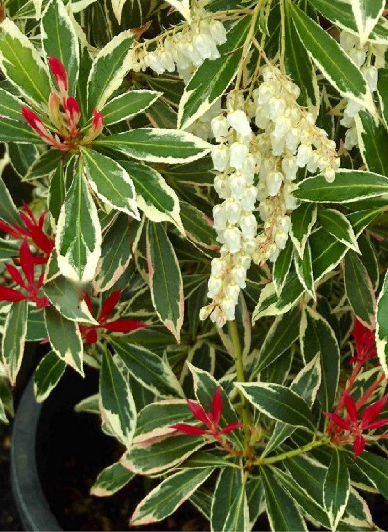 PIERIS japonica FLAMING SILVER (Andromède du Japon)
