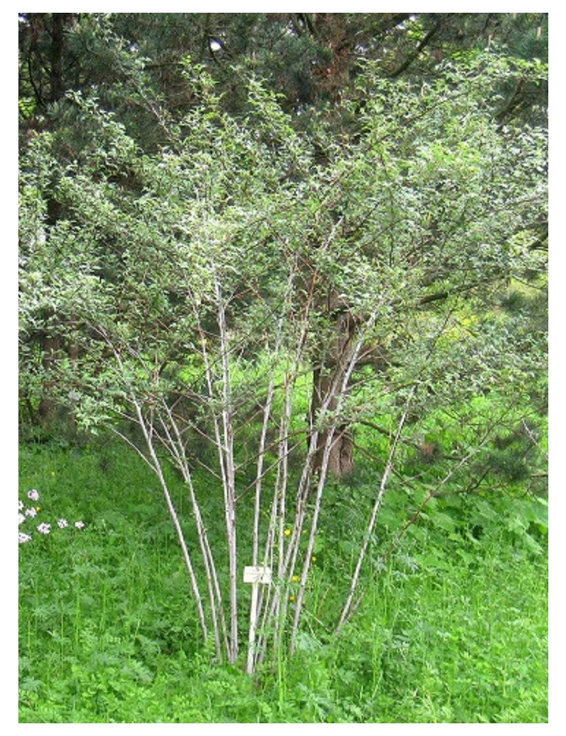 RUBUS thibetanus (Ronce ornementale du Tibet)