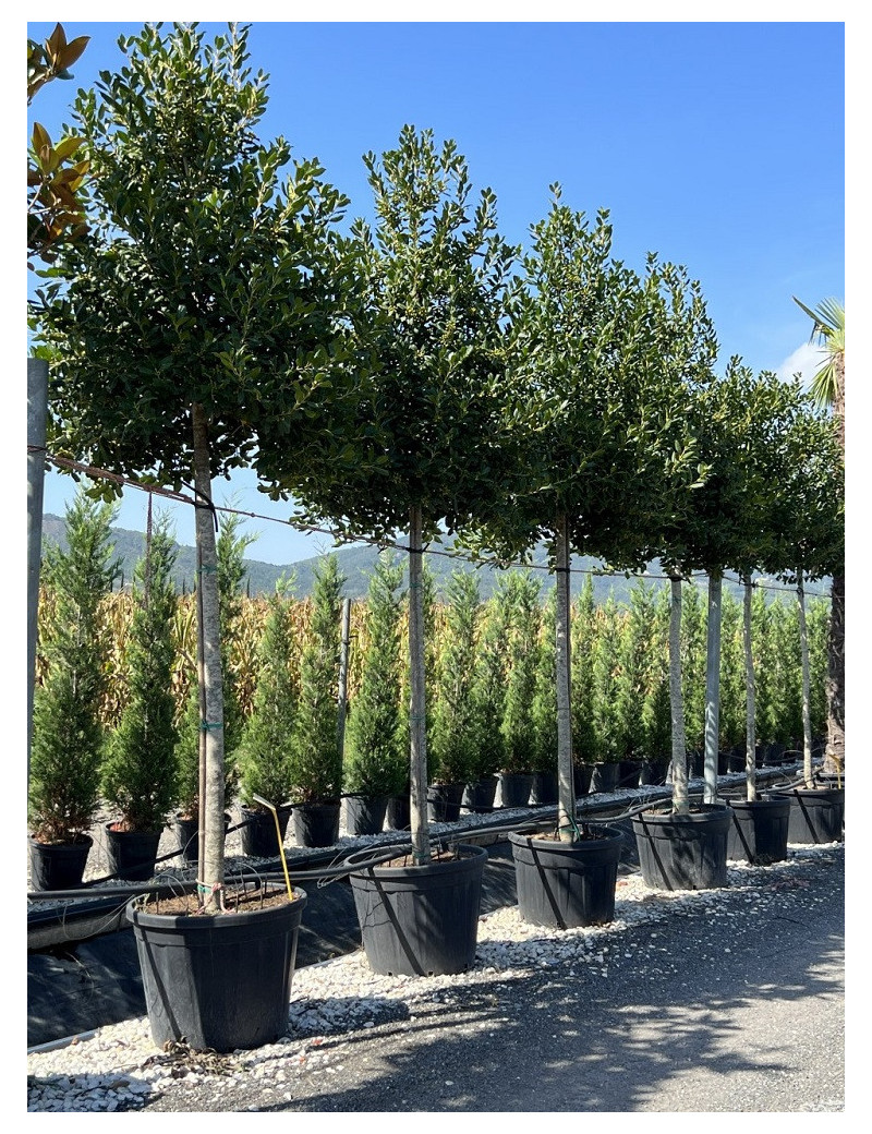 ILEX NELLIE R. STEVENS (Houx - Arbre)