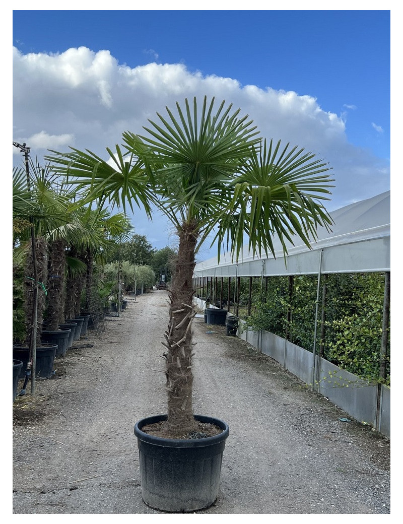 TRACHYCARPUS fortunei (Palmier de Chine ou palmier chanvre)