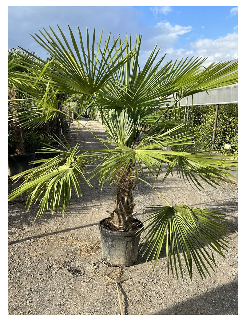 TRACHYCARPUS fortunei (Palmier de Chine ou palmier chanvre)