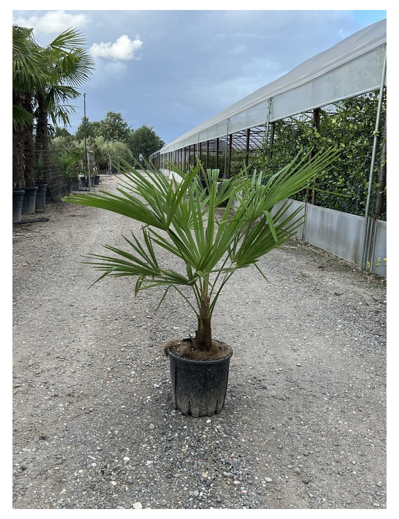 TRACHYCARPUS fortunei (Palmier de Chine ou palmier chanvre)