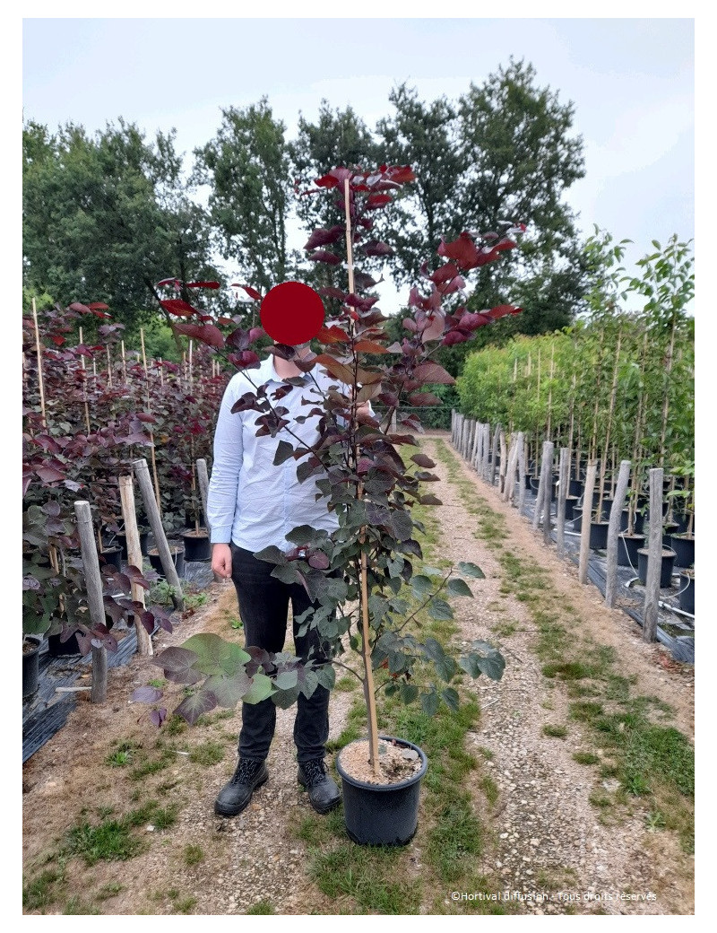 CERCIS canadensis RED FORCE® (Gainier du Canada)