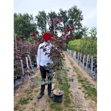 CERCIS canadensis RED FORCE® (Gainier du Canada)