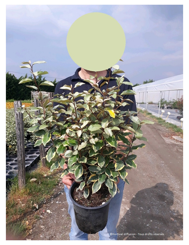 ELAEAGNUS ebbingei Viveleg® (Chalef panaché)