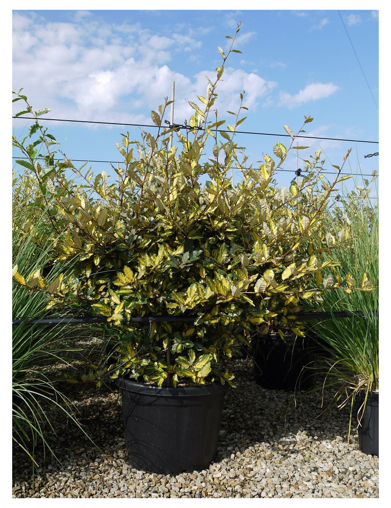 ELAEAGNUS pungens MACULATA AUREA (Chalef panaché)