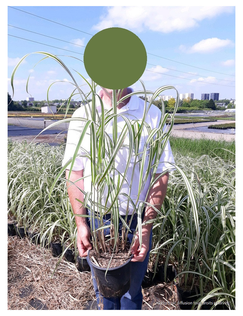 MISCANTHUS sinensis CABARET (Roseau de Chine, herbe à éléphant, eulalie)