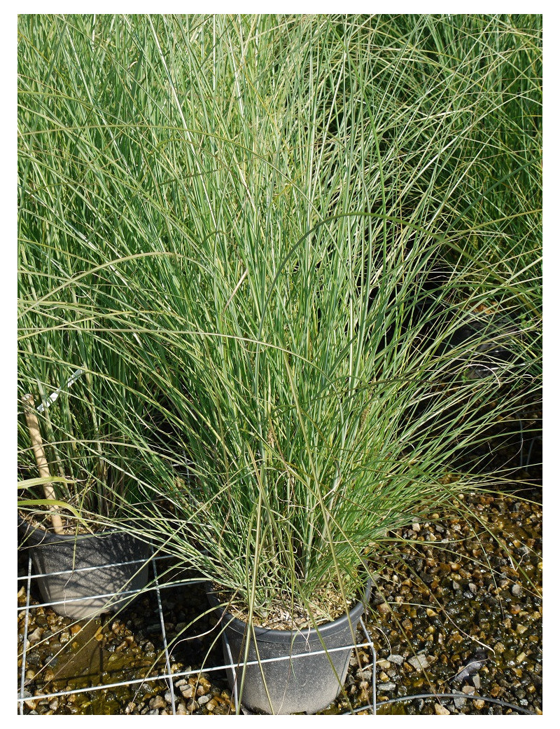 MISCANTHUS sinensis GRACILLIMUS (Roseau de Chine, herbe à éléphant ...