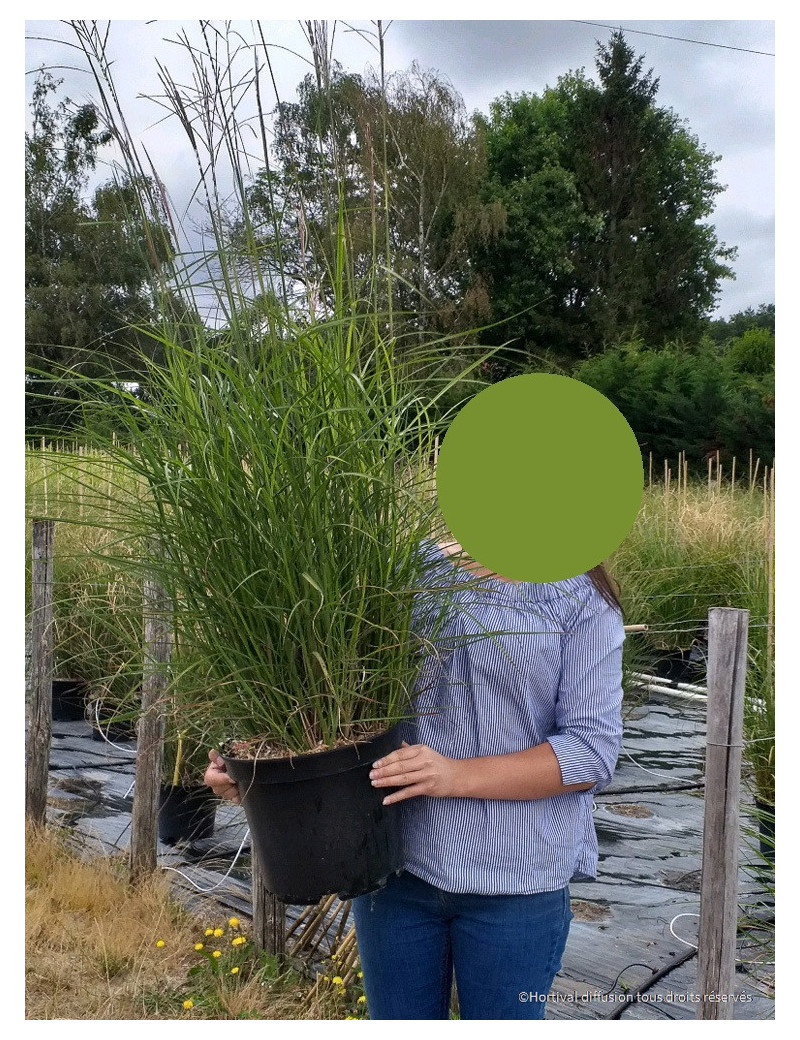 MISCANTHUS sinensis GRAZIELLA (Roseau de Chine, herbe à éléphant, eulalie)