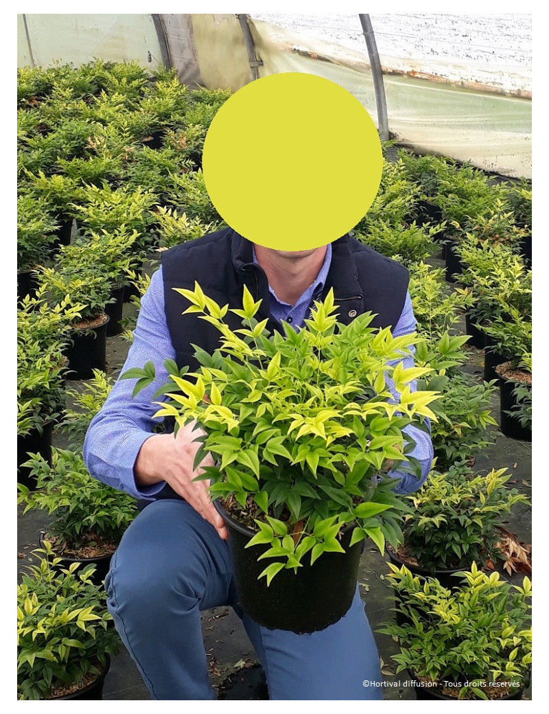 NANDINA domestica MAGICAL® LEMON-LIME (Bambou sacré, nandine)