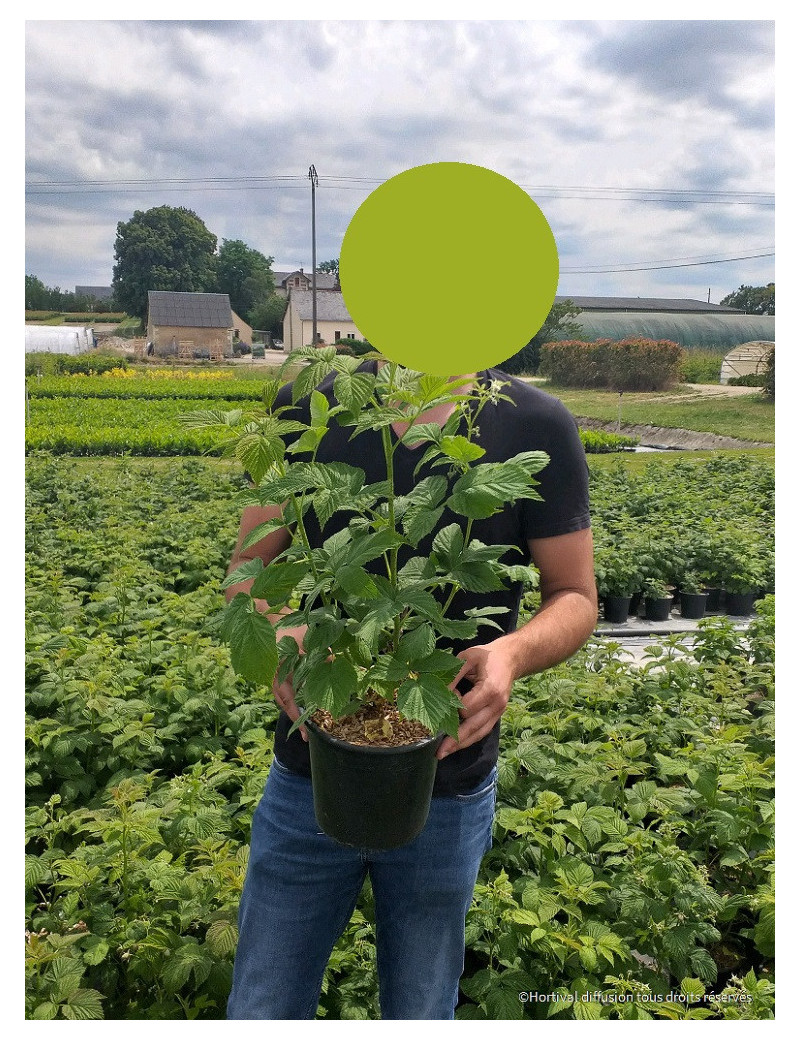 FRAMBOISIER FALL GOLD (Rubus idaeus)