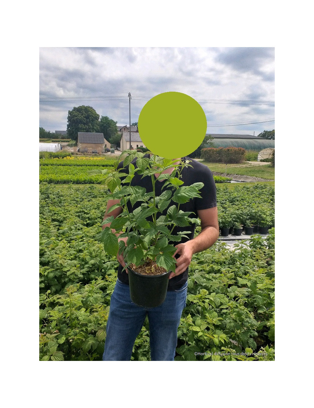 FRAMBOISIER FALL GOLD (Rubus idaeus)