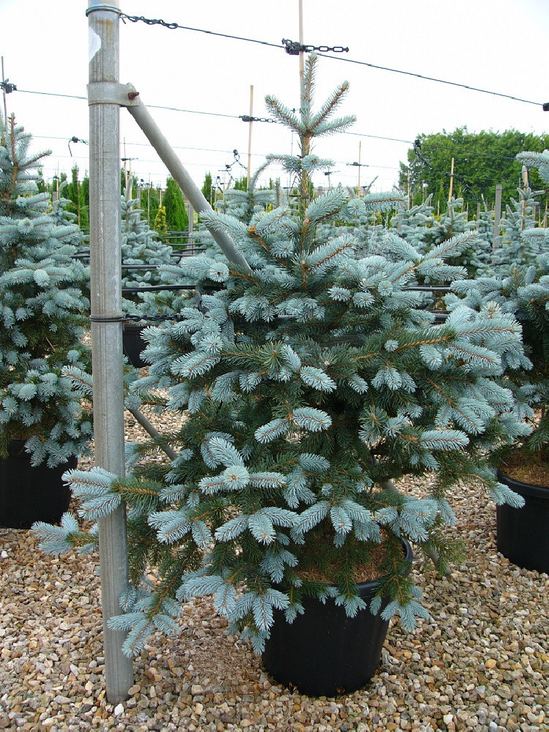 PICEA pungens HOOPSII (Épicéa du Colorado Hoopsii, Sapin bleu Hoopsii)
