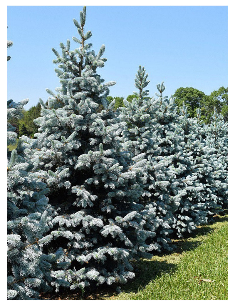PICEA pungens HOOPSII (Épicéa du Colorado Hoopsii, Sapin bleu Hoopsii)