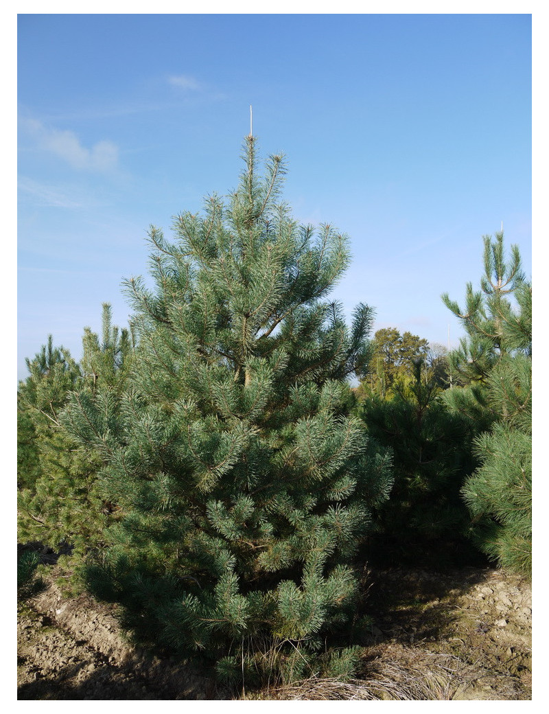 PINUS sylvestris (Pin sylvestre)