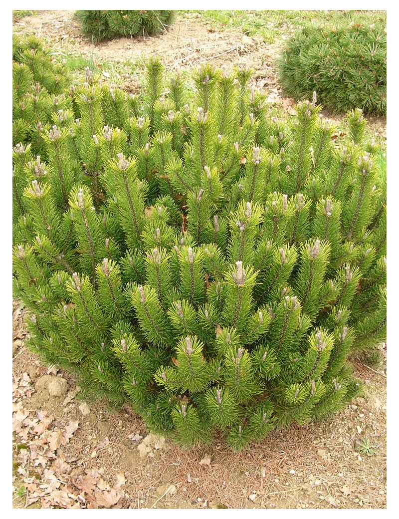 PINUS mugo var.mughus (Pin des montagnes)