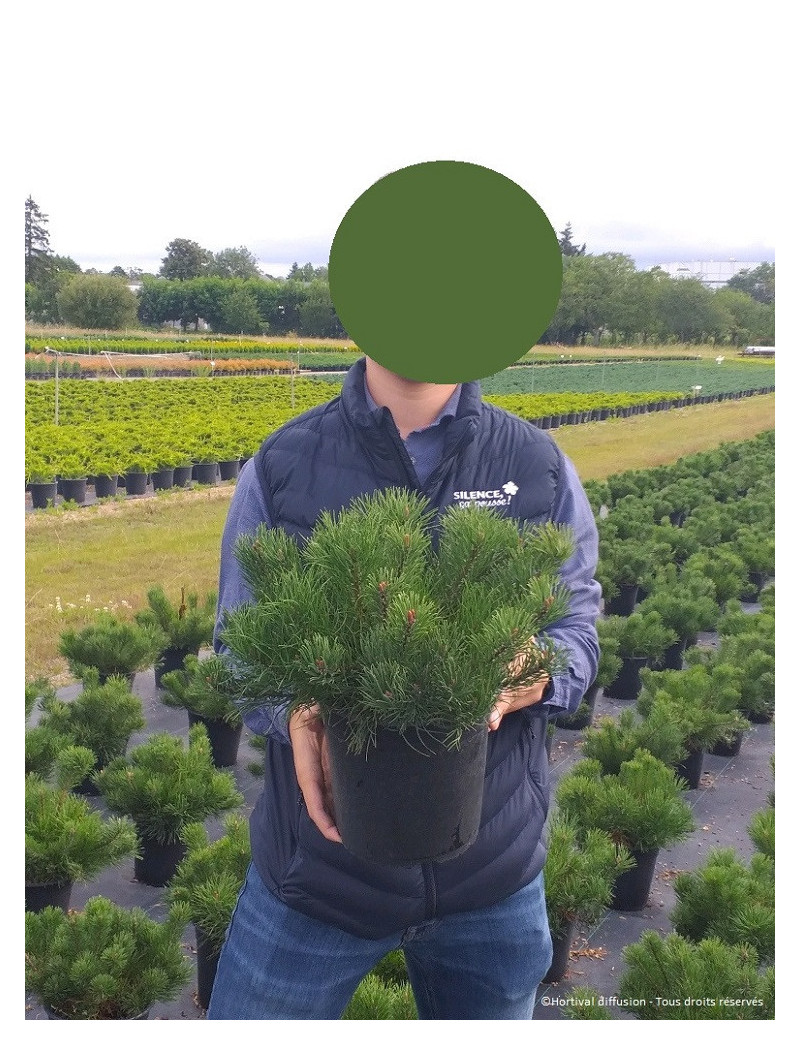 PINUS mugo var.mughus (Pin des montagnes)