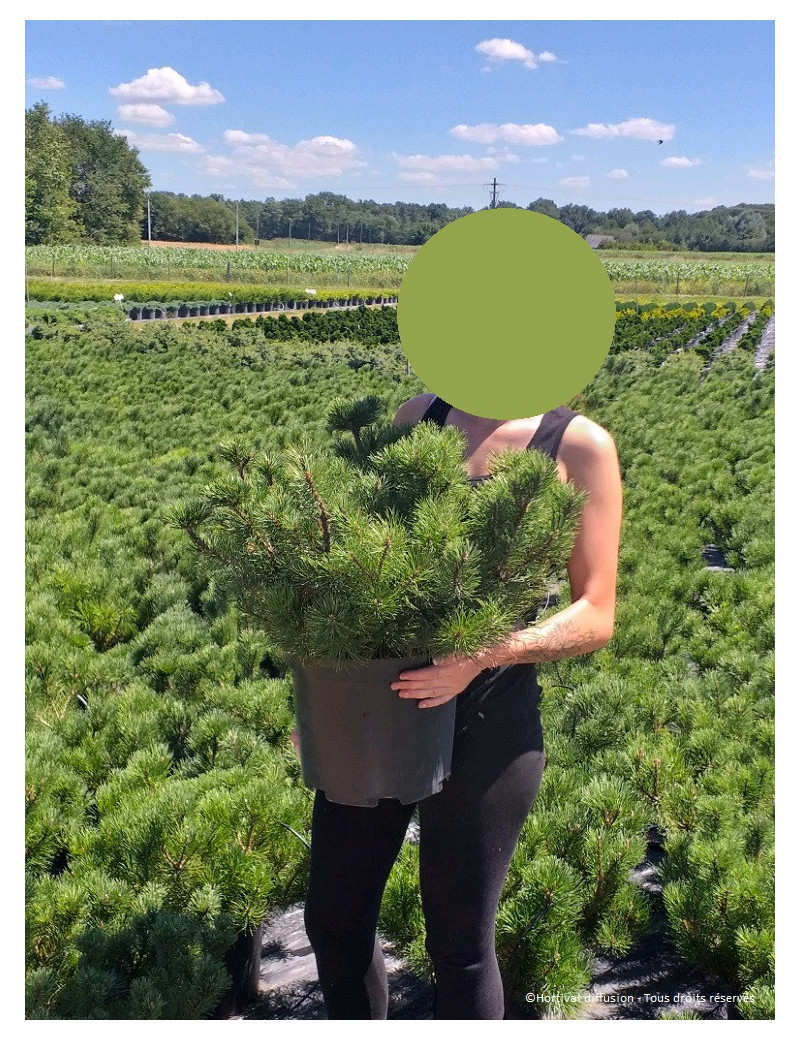 PINUS mugo var.mughus (Pin des montagnes)