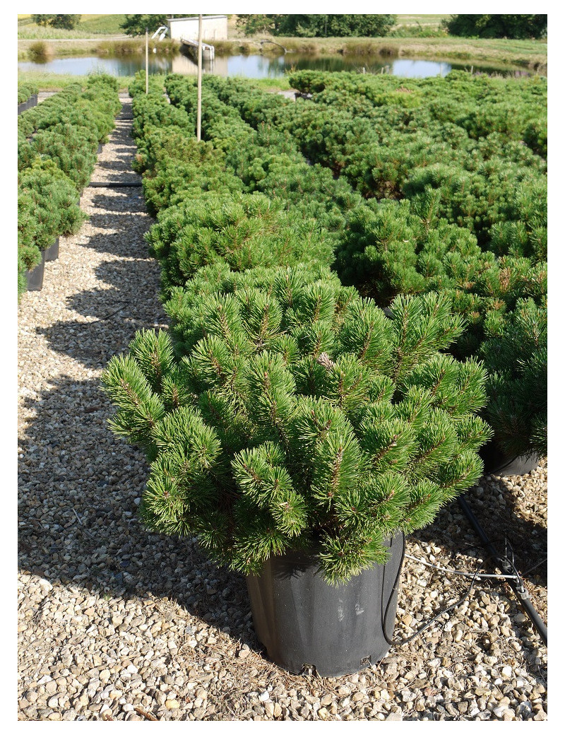 PINUS mugo var.pumilio (Pin des montagnes)