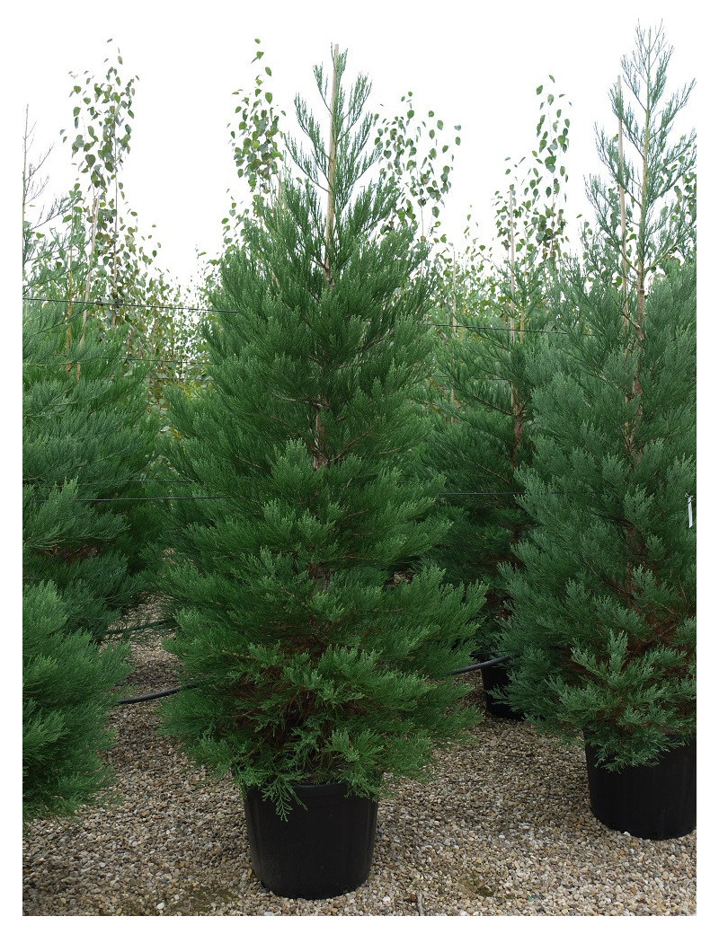 SEQUOIADENDRON giganteum (Séquoia géant)
