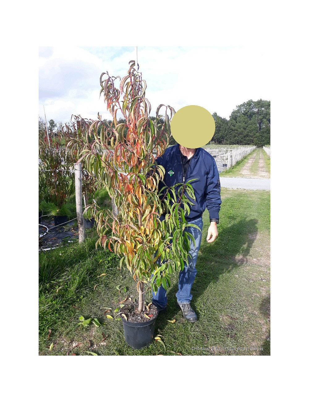 PRUNUS persica TAOFLORA® RED (Pêcher à fleurs)