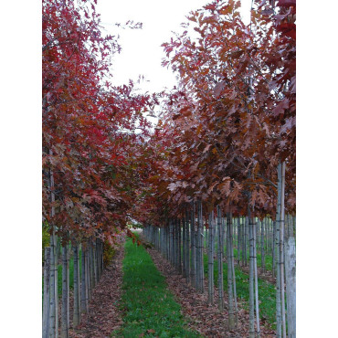 QUERCUS rubra (Chêne rouge d'Amérique)