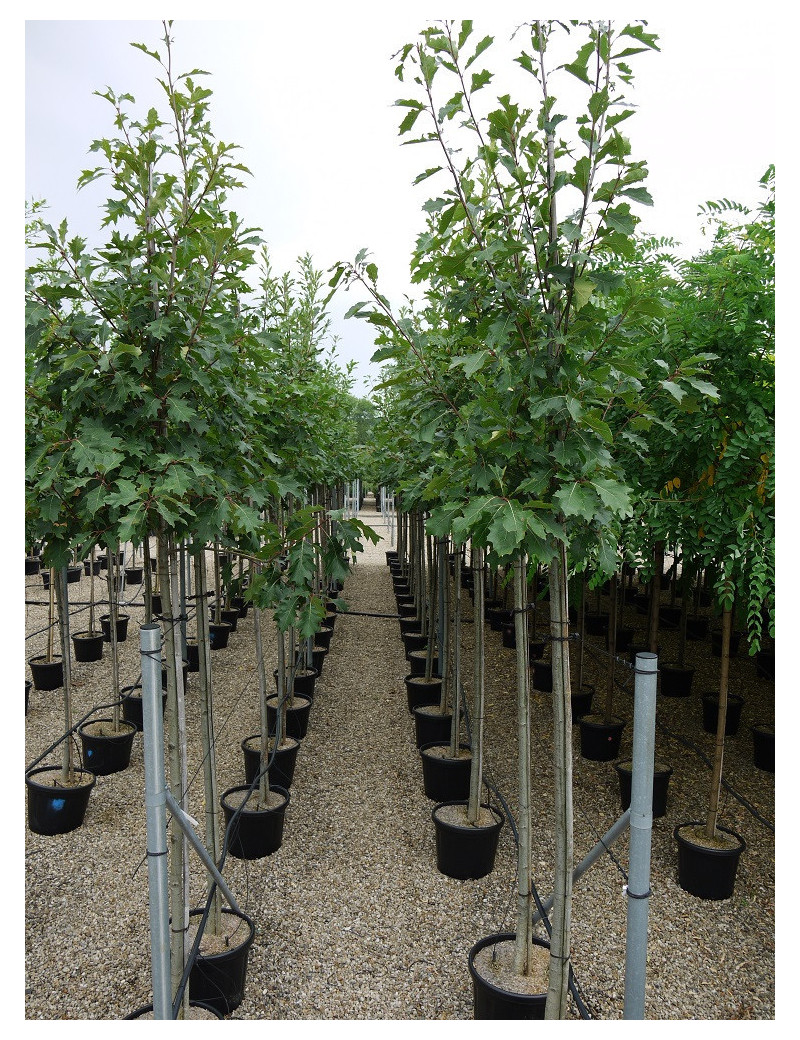 QUERCUS rubra (Chêne rouge d'Amérique)