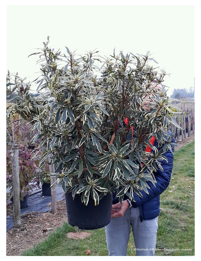 RHODODENDRON ponticum VARIEGATUM (Rhododendron)