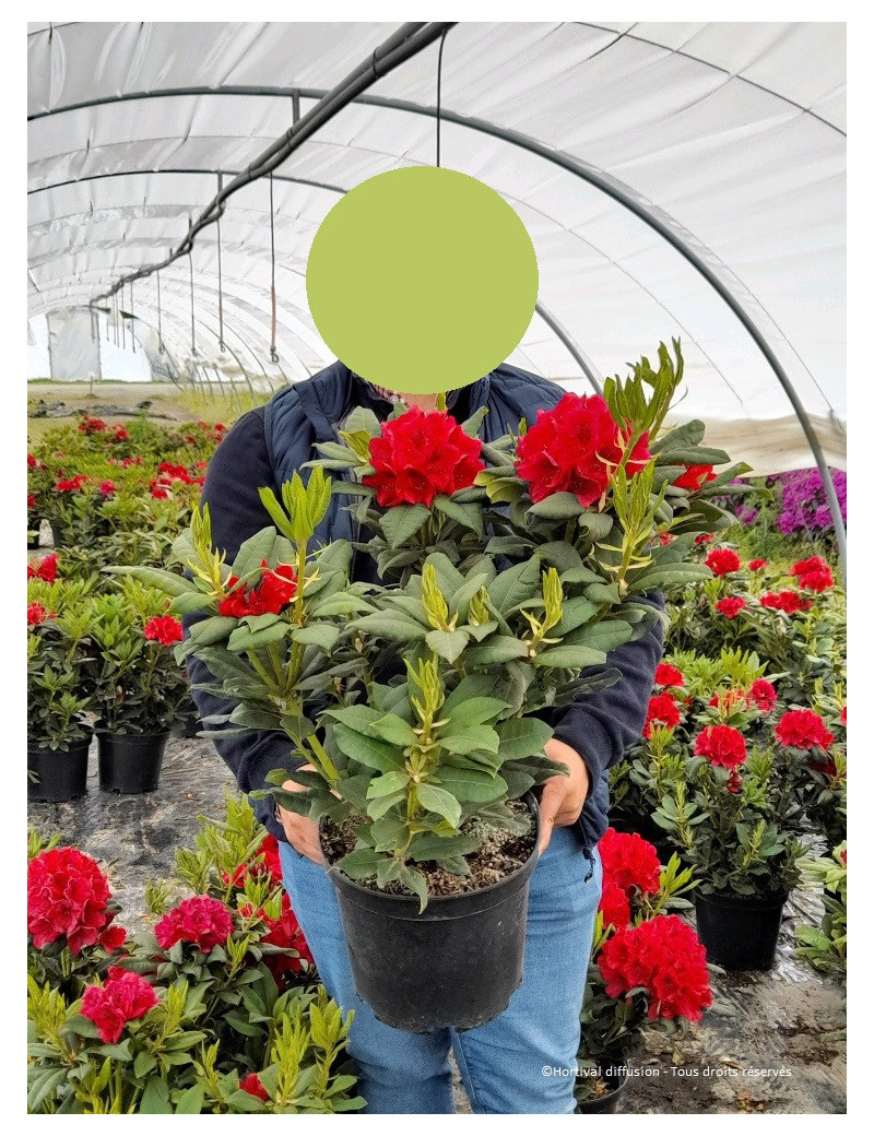 RHODODENDRON hybride LORD ROBERTS (Rhododendron)