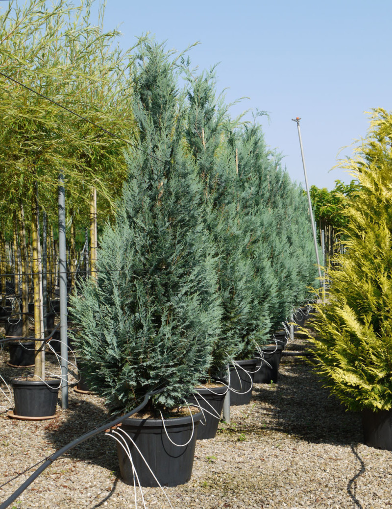 CHAMAECYPARIS lawsoniana COLUMNARIS (Cyprès de Lawson columnaire)